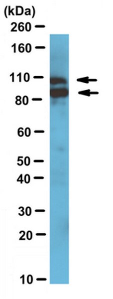 Anti-OPA1, clone 1OPA-1A8 Antibody | MABN737